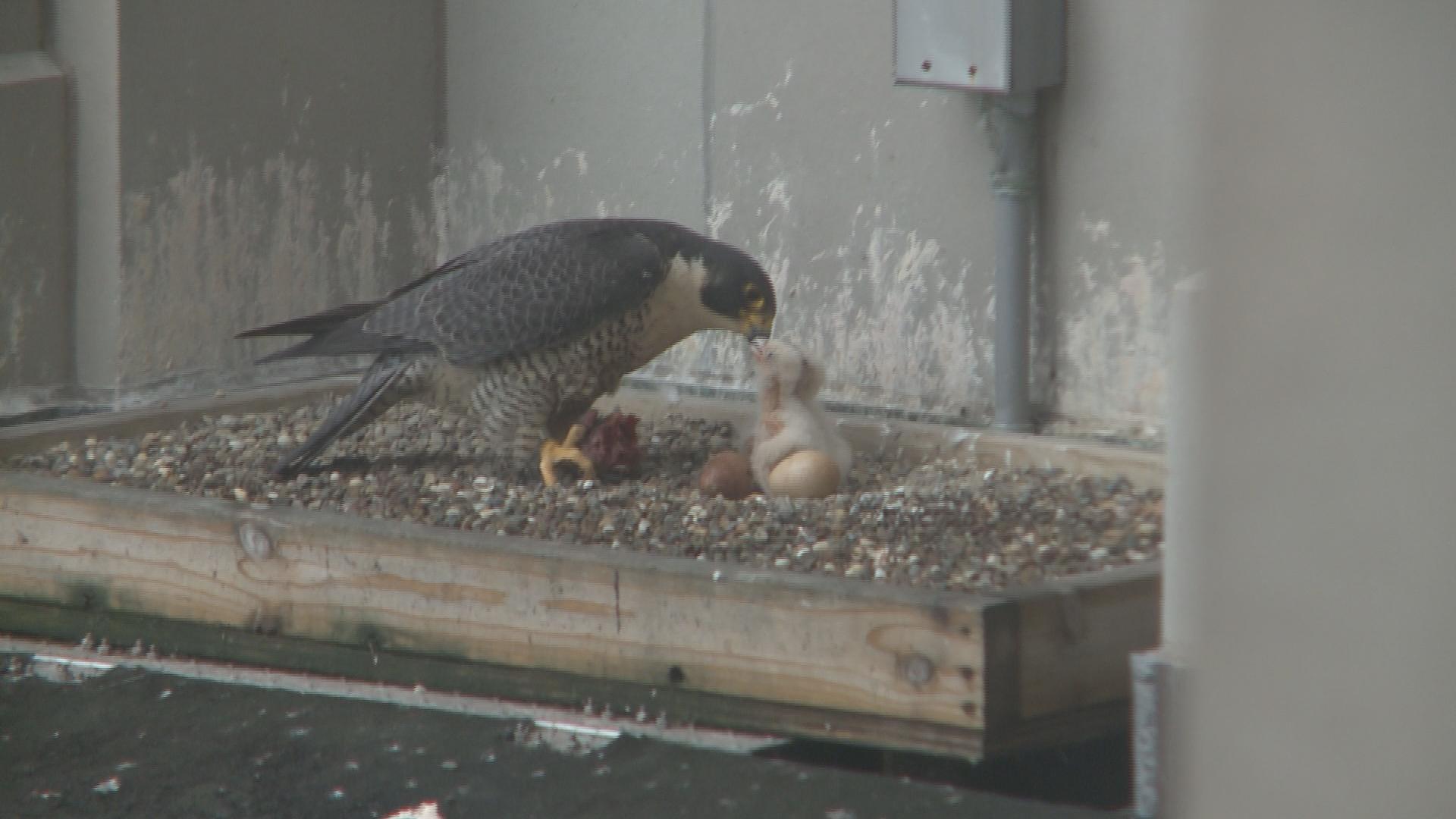 Ohio wildlife workers attacked by falcon | wkyc.com