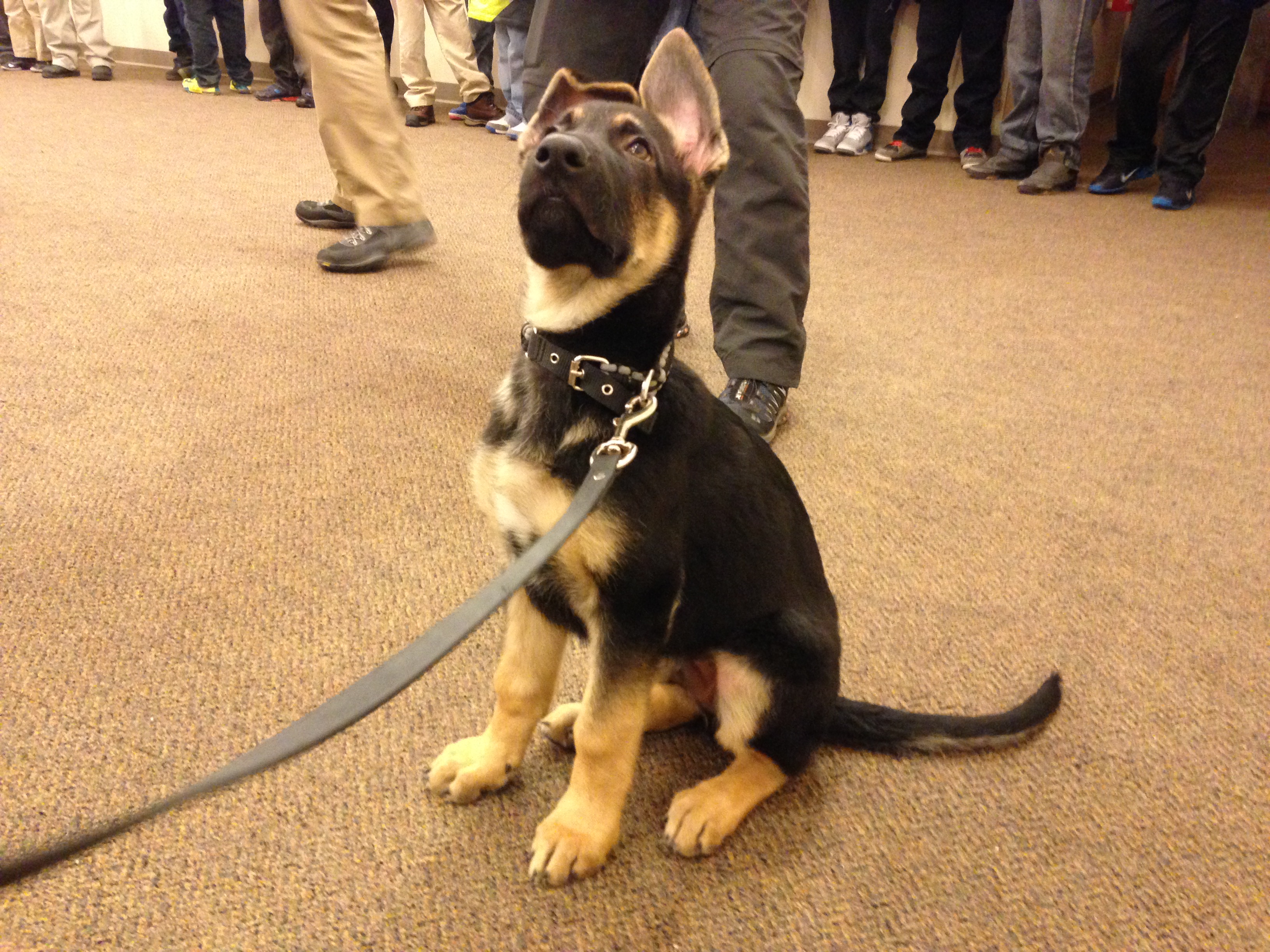 Meet the new Cleveland Metroparks Ranger K-9 officer | wkyc.com