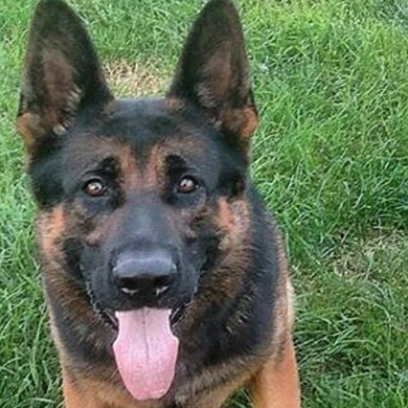 Canton police K9 dies after shooting | wkyc.com