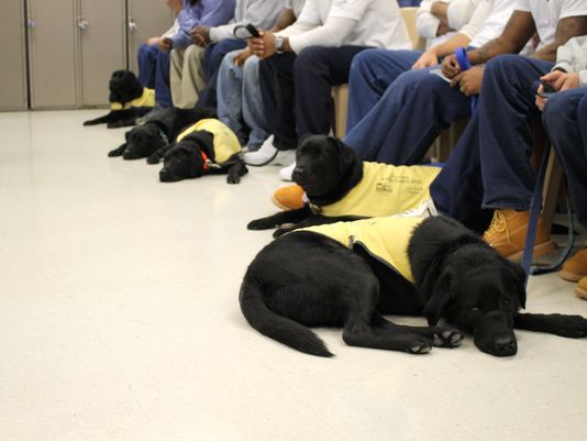 Service dog program cheers inmates, veterans | wkyc.com