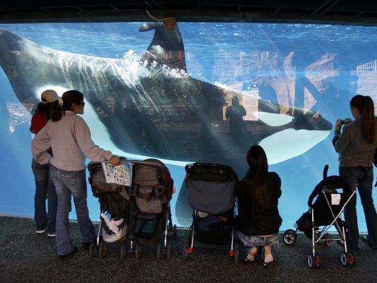 SeaWorld admits workers posed as animal-rights activists | wkyc.com
