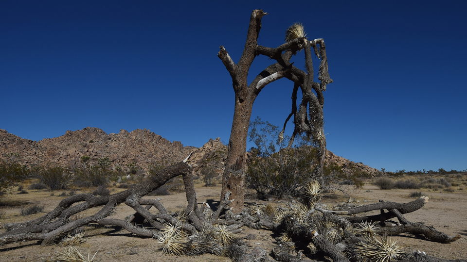 Feds: Drought kills 66 million trees in California's Sierra | wkyc.com