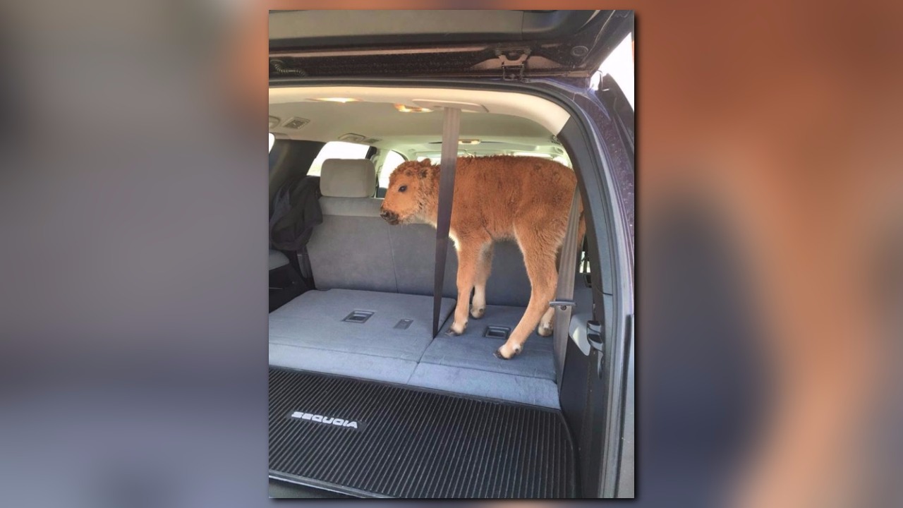 Yellowstone tourists put baby bison in car because it looked cold ...