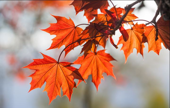 Fall colors will near peak in northern Ohio this weekend | wkyc.com