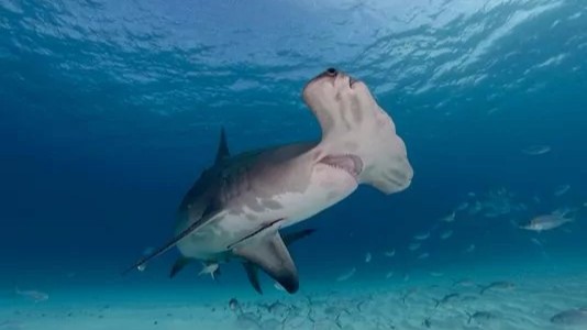 Could sharks be the key to solving human cancer? | wkyc.com