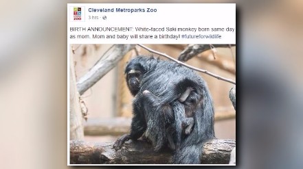 Cleveland Metroparks Zoo welcomes newborn baby monkey | wkyc.com