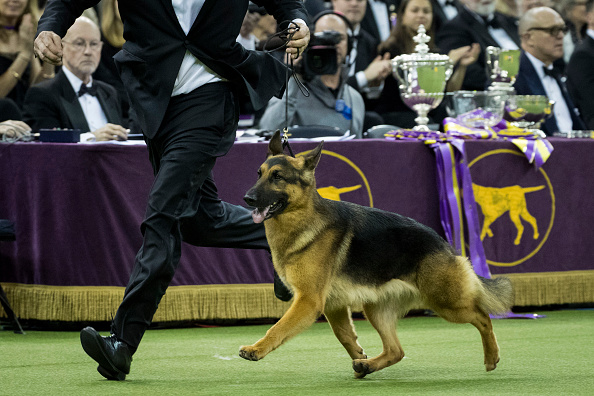 PHOTOS | German shepherd wins 2017 Westminster dog show | khou.com
